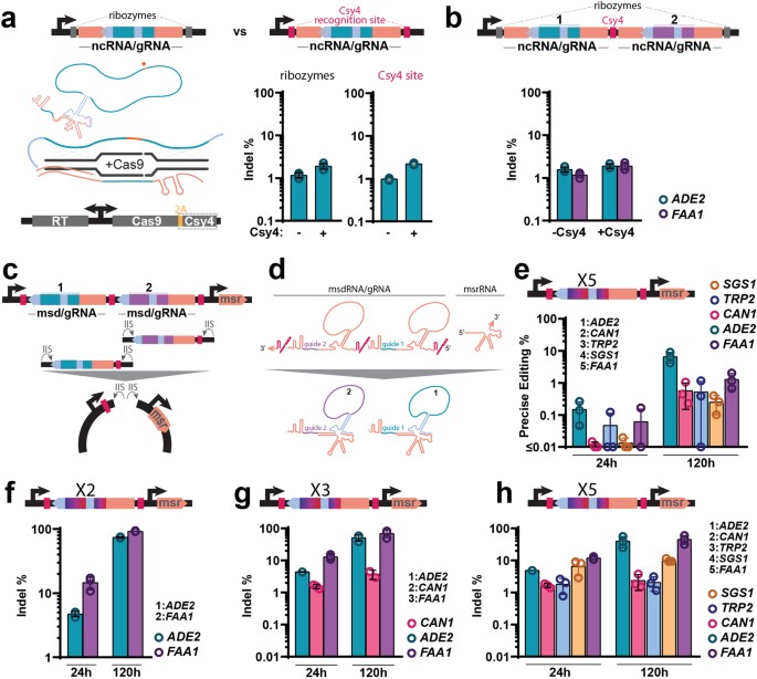 Simultaneous multi-site editing of individual genomes using retron ...