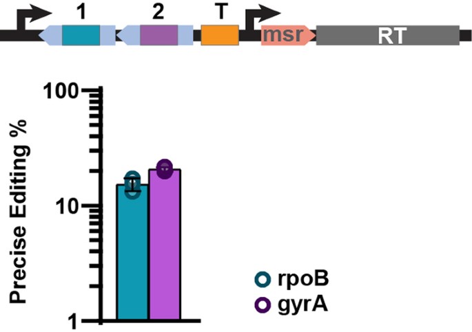 Simultaneous multi-site editing of individual genomes using retron ...