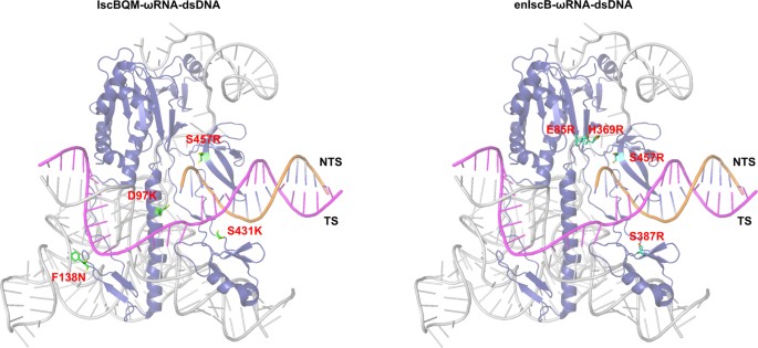 Engineering miniature IscB nickase for robust base editing with broad targeting range | Nature ...