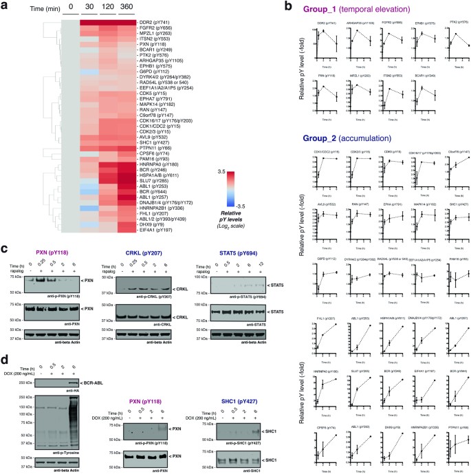 Distinct phases of cellular signaling revealed by time-resolved protein ...