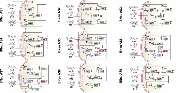 Multicellular artificial neural network-type architectures demonstrate ...