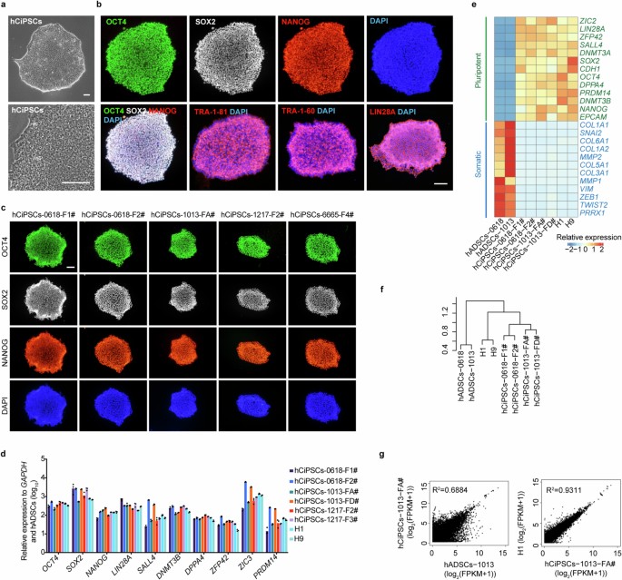 A rapid chemical reprogramming system to generate human pluripotent ...