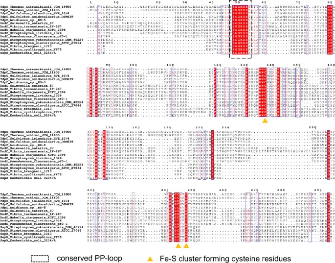 A DNA phosphorothioation pathway via adenylated intermediate modulates ...