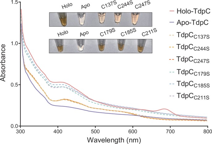A DNA phosphorothioation pathway via adenylated intermediate modulates ...