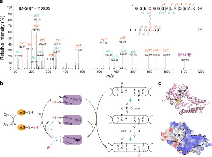 A DNA phosphorothioation pathway via adenylated intermediate modulates ...