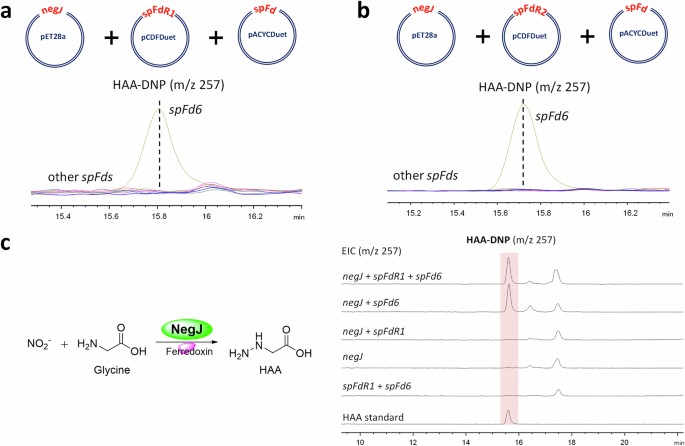 A heme-dependent enzyme forms the hydrazine in the antibiotic negamycin ...