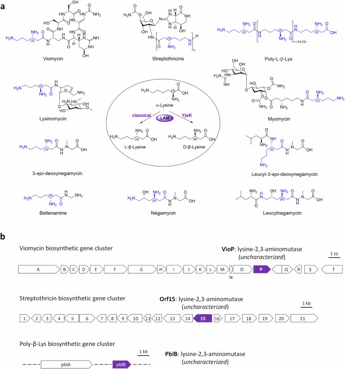 A heme-dependent enzyme forms the hydrazine in the antibiotic negamycin ...