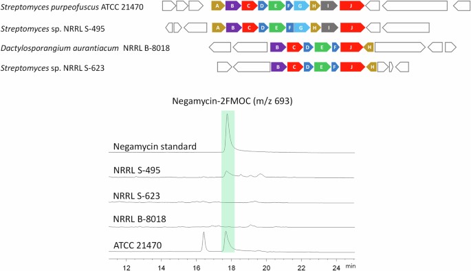 A heme-dependent enzyme forms the hydrazine in the antibiotic negamycin ...