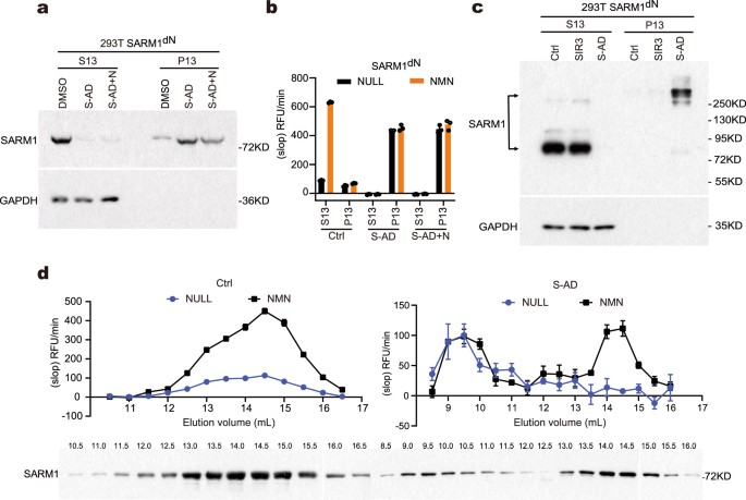 SARM1 activation promotes axonal degeneration via a two-step phase ...
