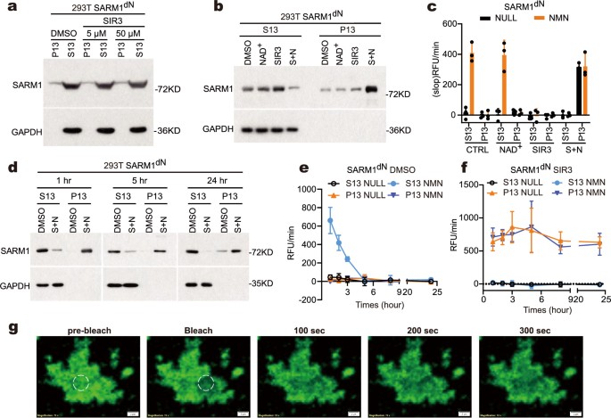 SARM1 activation promotes axonal degeneration via a two-step phase ...