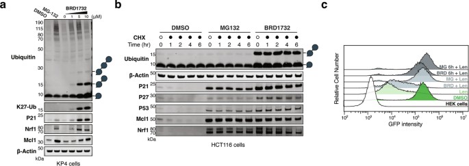 Highly specific intracellular ubiquitination of a small molecule ...