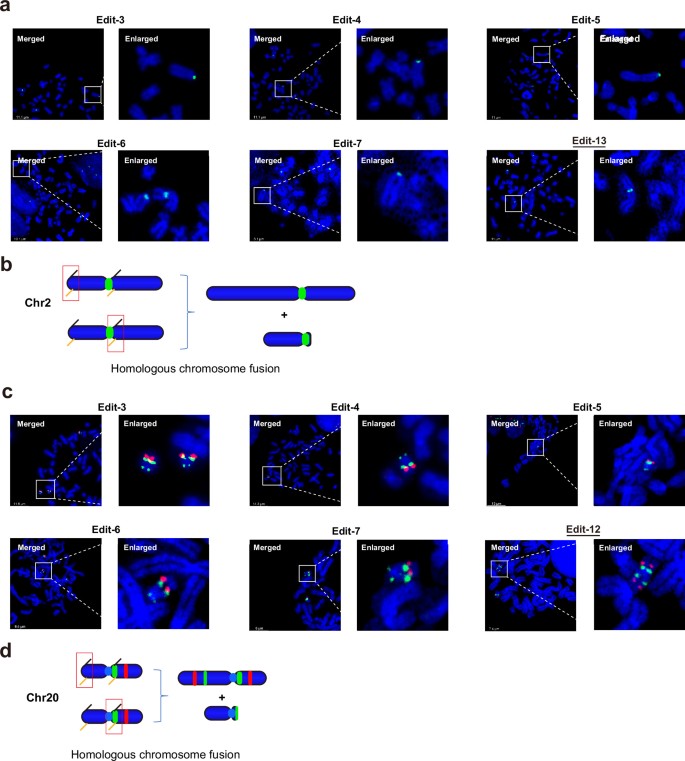 Efficient and precise inversion of genomic DNA from large to ...