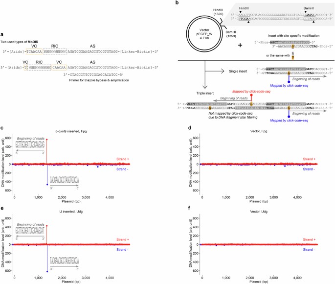 Click-code-seq reveals strand biases of DNA oxidation and depurination ...