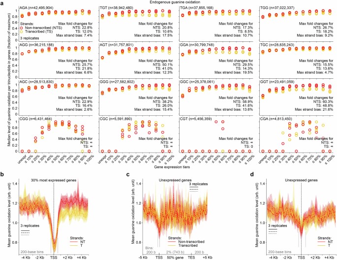 Click-code-seq reveals strand biases of DNA oxidation and depurination ...