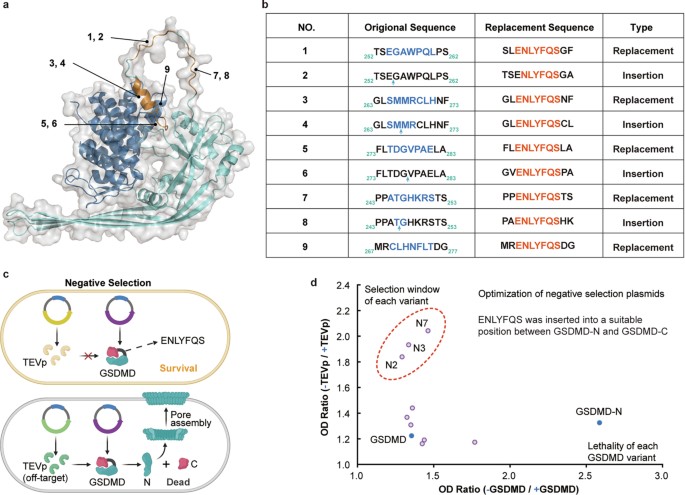 A gasdermin-based life–death evolution system for reprogramming ...