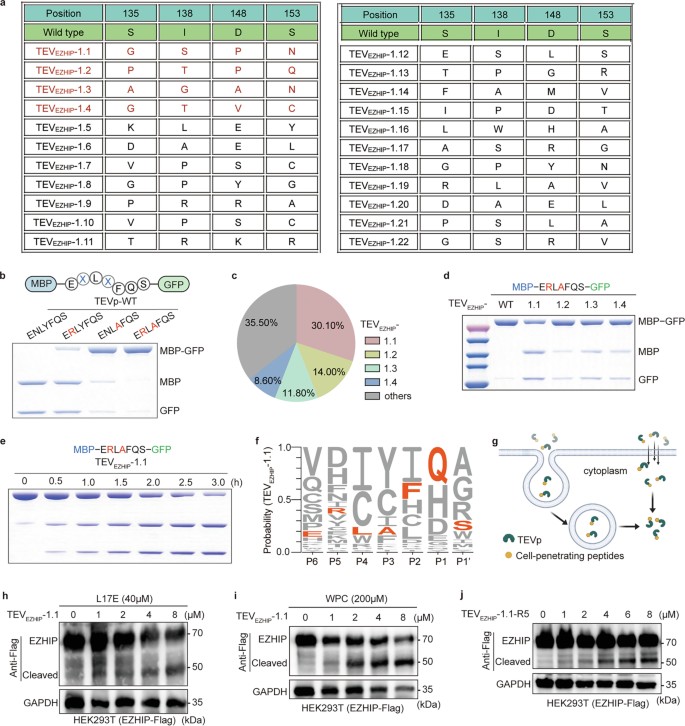 A gasdermin-based life–death evolution system for reprogramming ...