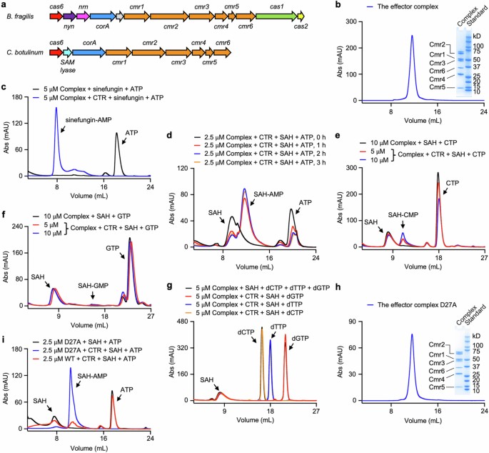 Molecular basis of SAM-AMP synthesis and degradation in the type III-B ...