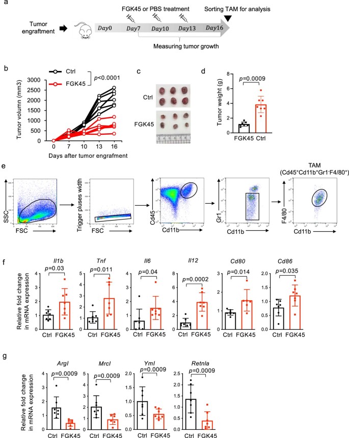 CD40 signal rewires fatty acid and glutamine metabolism for stimulating ...