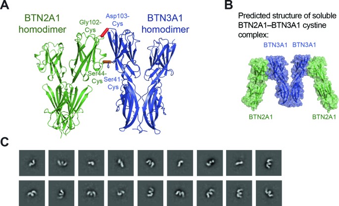 Vγ9Vδ2 T cells recognize butyrophilin 2A1 and 3A1 heteromers | Nature ...