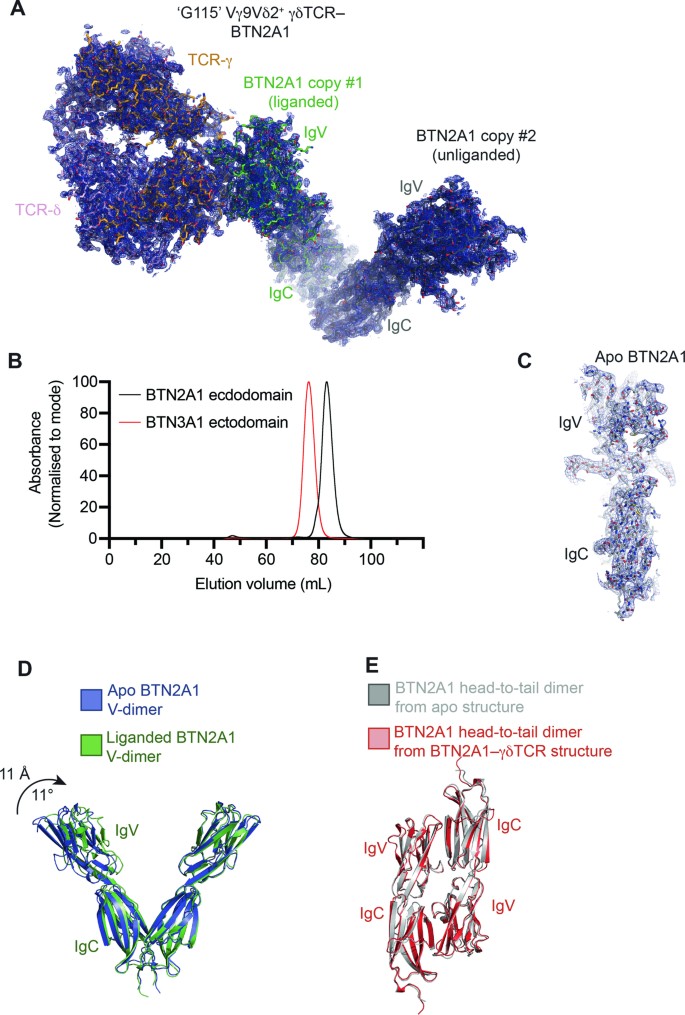 Vγ9Vδ2 T cells recognize butyrophilin 2A1 and 3A1 heteromers | Nature ...