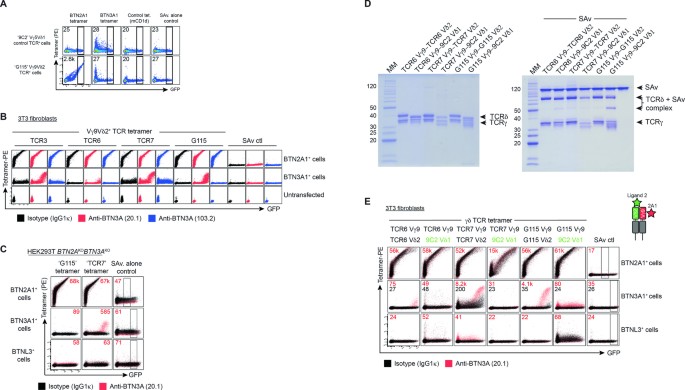 Vγ9Vδ2 T cells recognize butyrophilin 2A1 and 3A1 heteromers | Nature ...