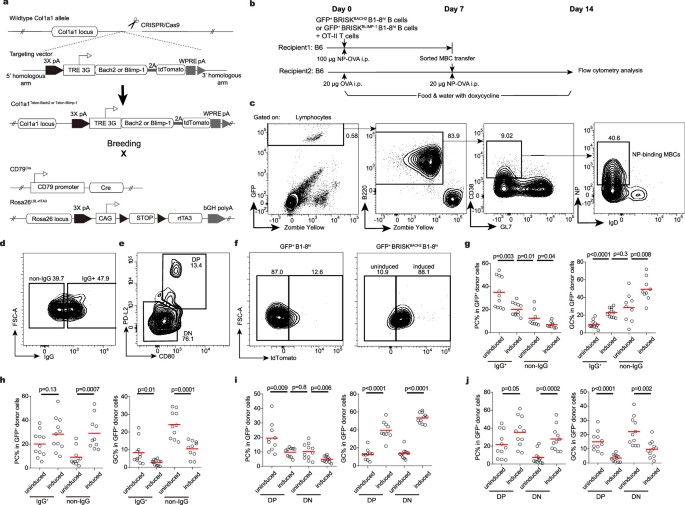 Epigenetic recording of stimulation history reveals BLIMP1–BACH2 ...