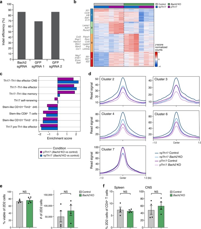 BACH2 regulates diversification of regulatory and proinflammatory ...