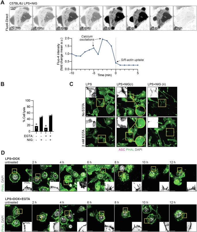 Pyroptotic cell corpses are crowned with F-actin-rich filopodia that ...