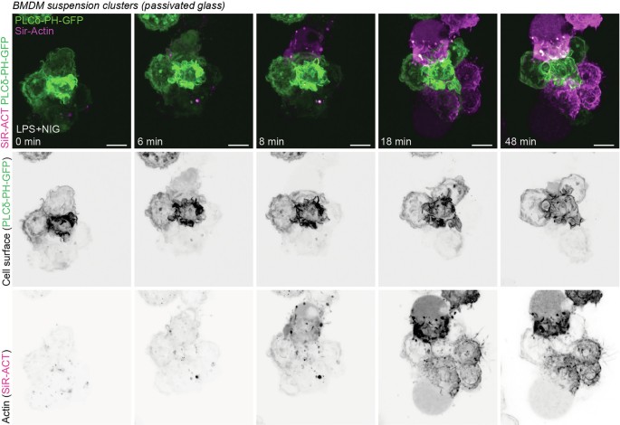 Pyroptotic cell corpses are crowned with F-actin-rich filopodia that ...