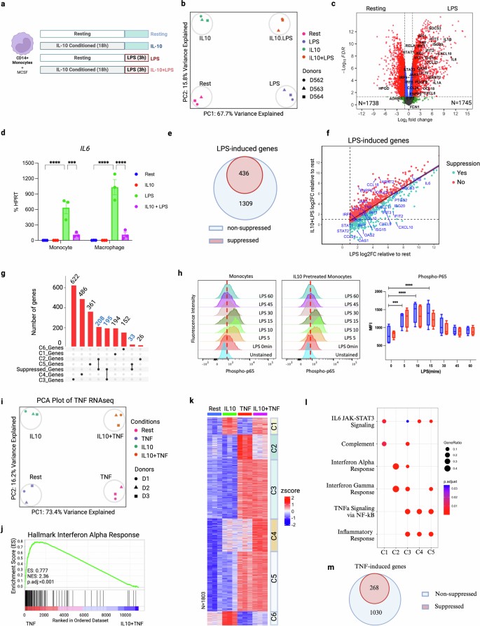 IL-10 targets IRF transcription factors to suppress IFN and ...