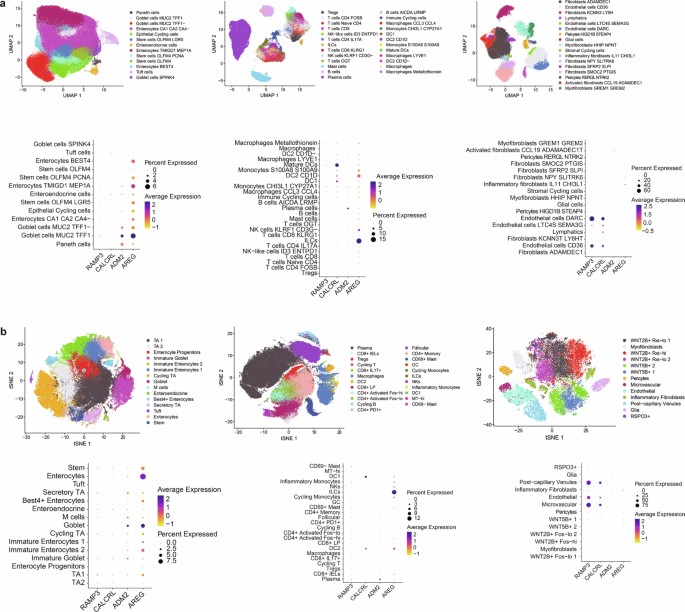 CGRP-related neuropeptide adrenomedullin 2 promotes tissue-protective ...