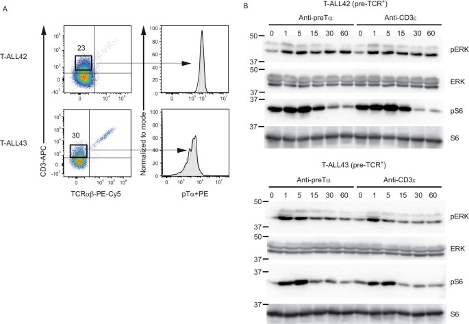 Pre-TCR-targeted immunotherapy for T cell acute lymphoblastic leukemia ...