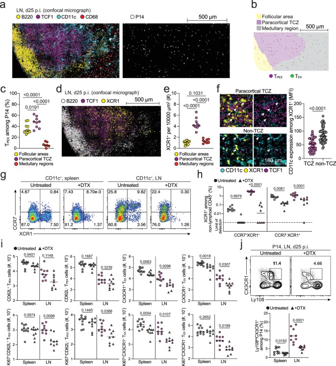 Lymph nodes fuel KLF2-dependent effector CD8+ T cell differentiation ...