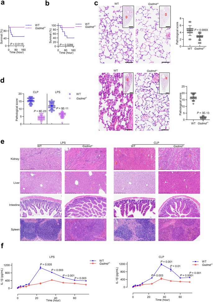 Delaying pyroptosis with an AI-screened gasdermin D pore blocker ...
