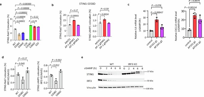 STING signals to NF-κB from late endolysosomal compartments using IRF3 ...