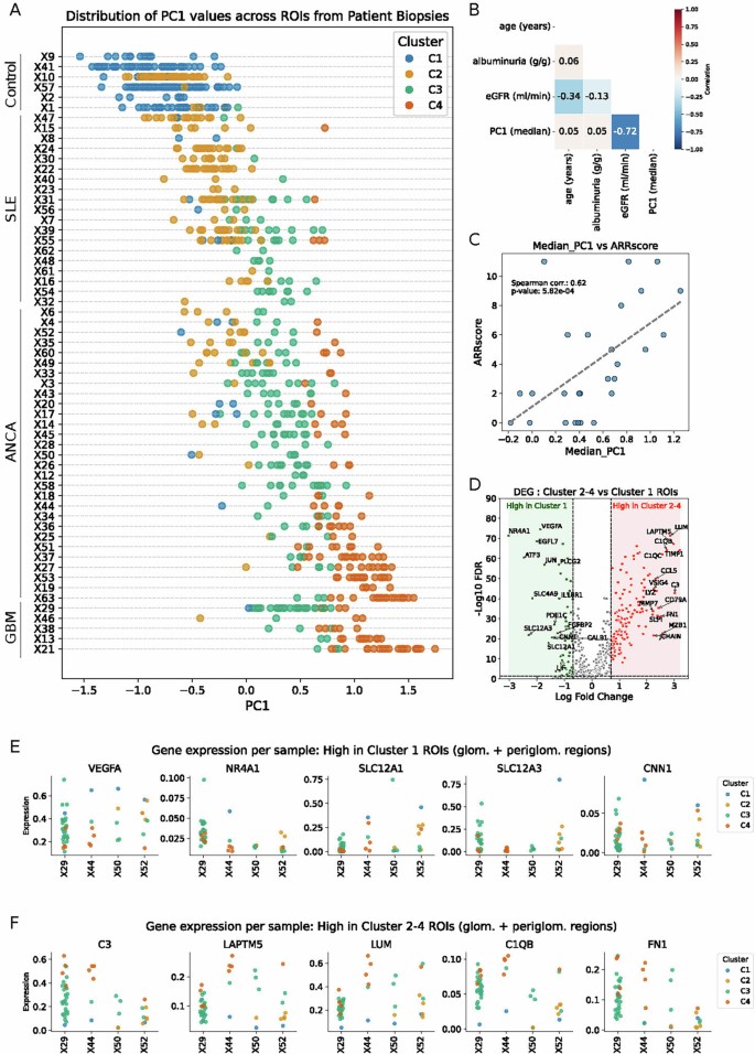 Spatiotemporal interaction of immune and renal cells controls ...