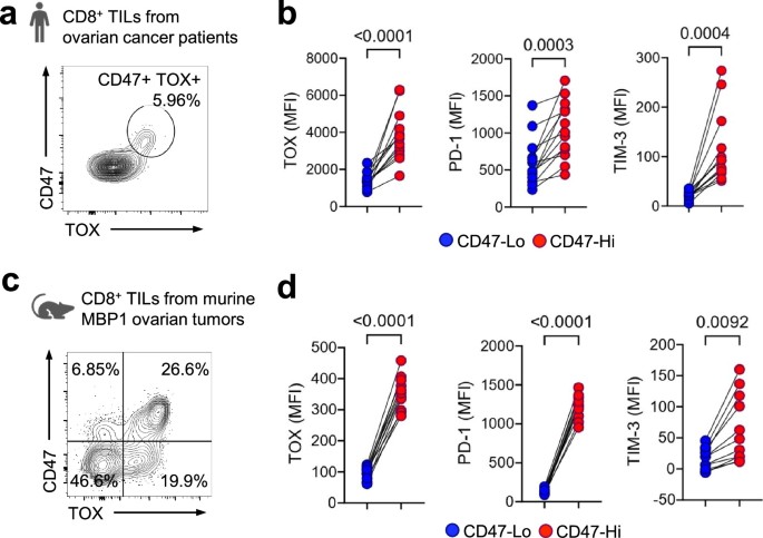 Thrombospondin-1–CD47 signaling contributes to the development of T ...