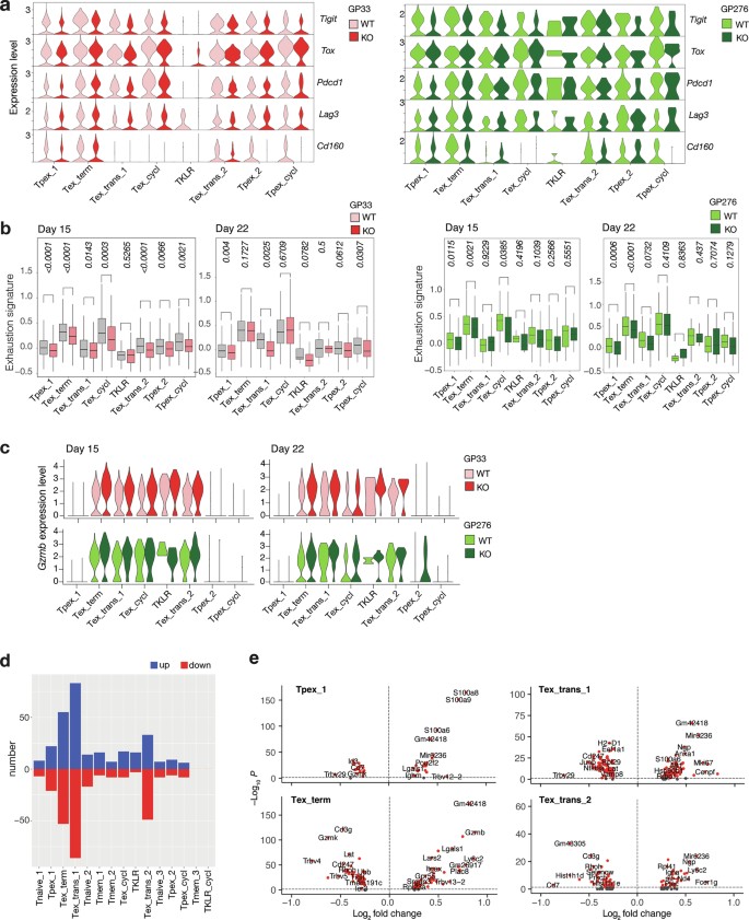 Pseudokinase STK40 limits T cell exhaustion through COP1-dependent ...