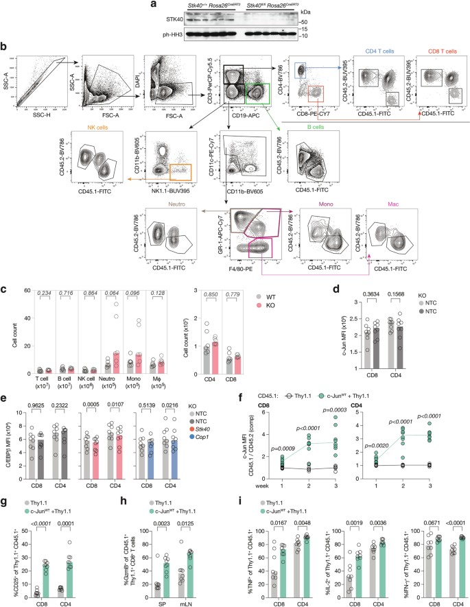 Pseudokinase STK40 limits T cell exhaustion through COP1-dependent ...