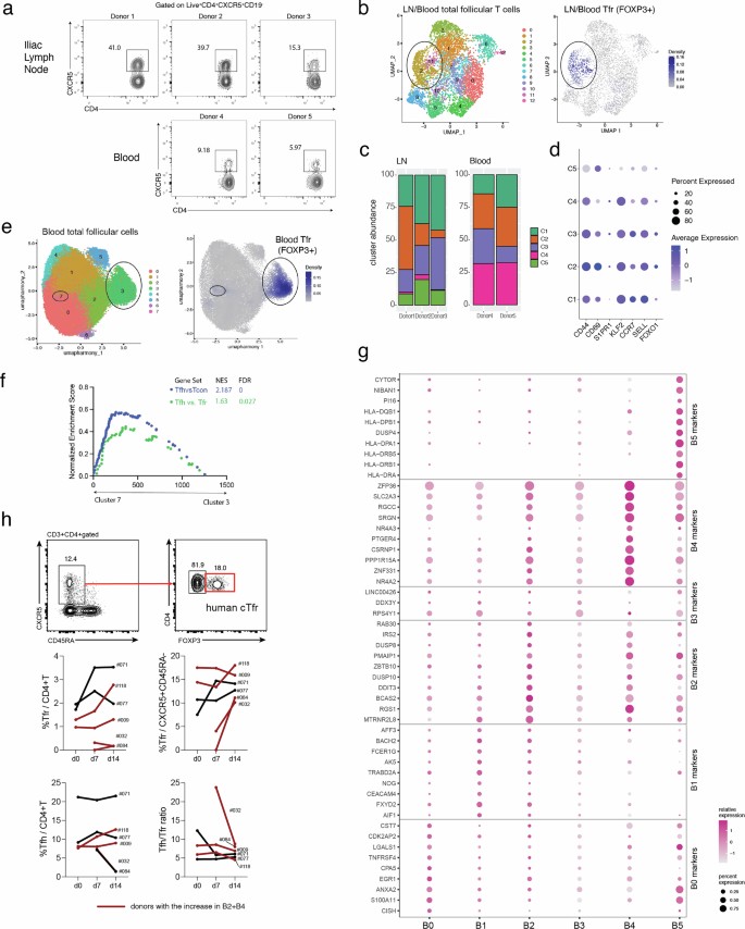 Stability and progressive differentiation of TFR cells are ...