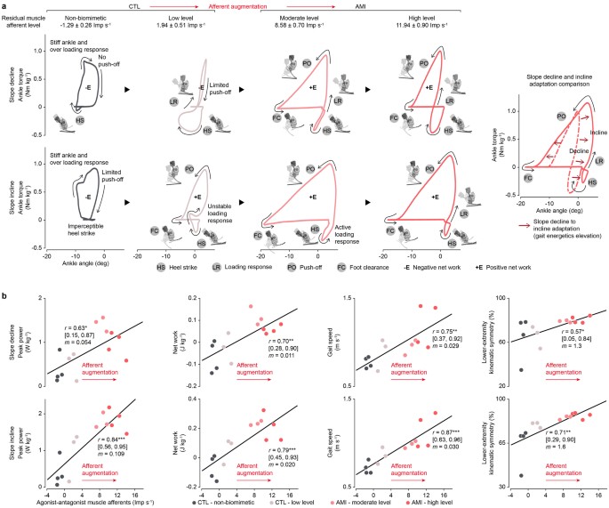 Continuous neural control of a bionic limb restores biomimetic gait ...