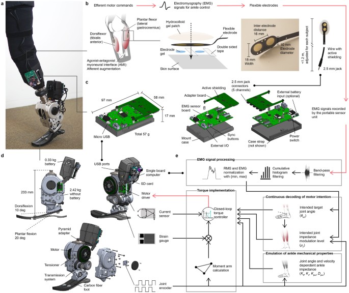 Continuous neural control of a bionic limb restores biomimetic gait after amputation | Nature ...