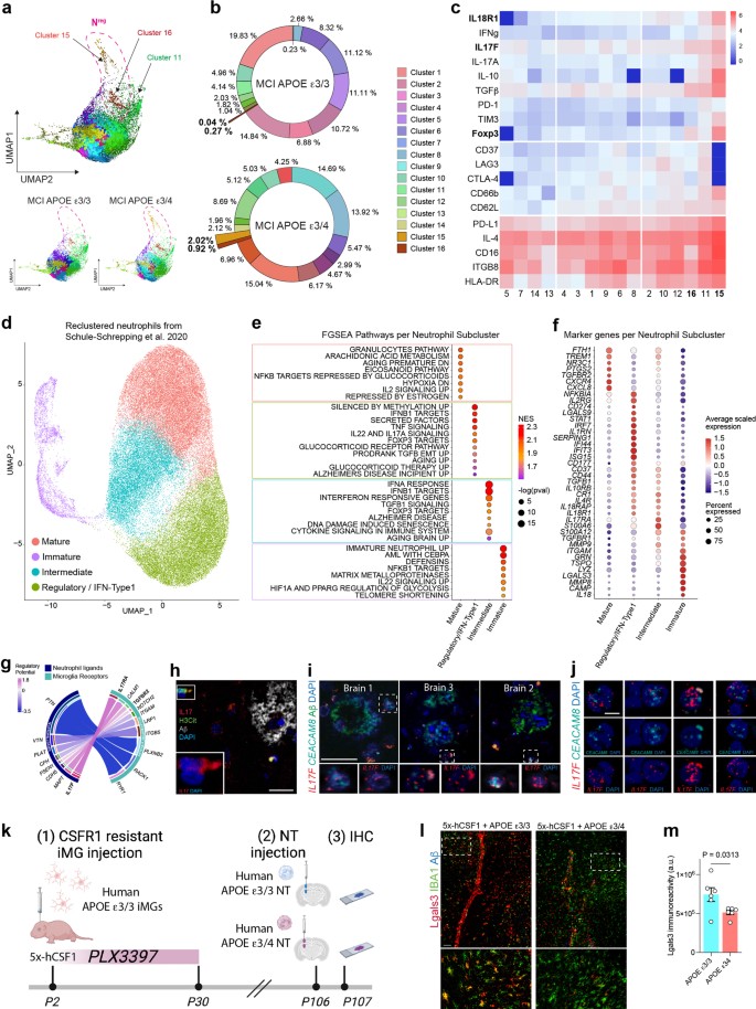 Sex-dependent APOE4 neutrophil–microglia interactions drive cognitive impairment in Alzheimer’s ...