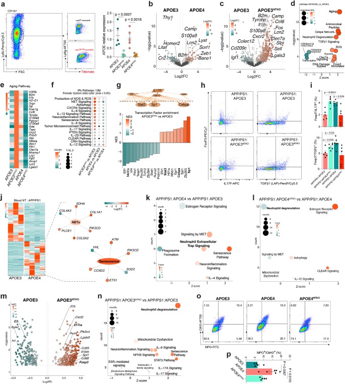 Sex-dependent APOE4 neutrophil–microglia interactions drive cognitive impairment in Alzheimer’s ...
