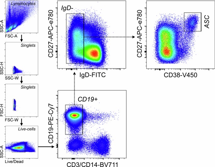 SARS-CoV-2-specific plasma cells are not durably established in the ...
