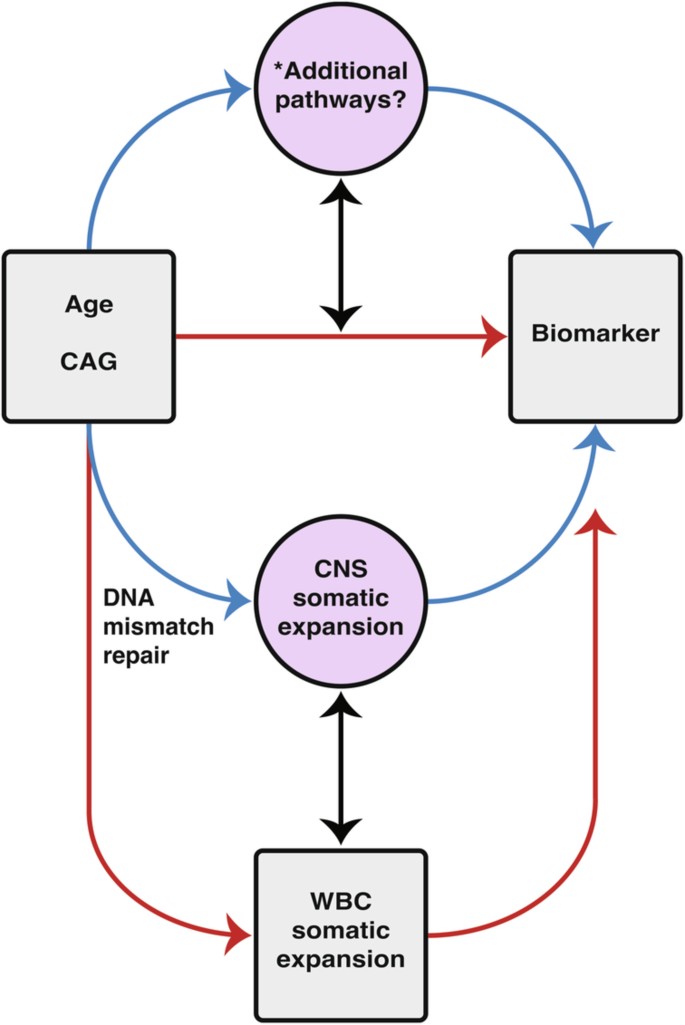 Somatic CAG repeat expansion in blood associates with biomarkers of ...