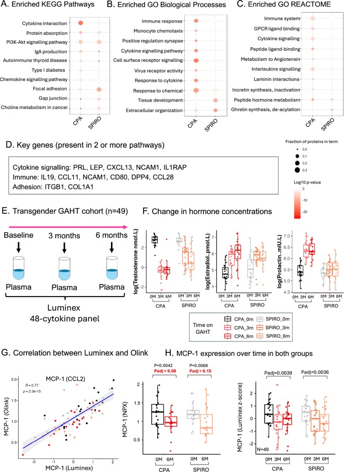 Plasma proteome adaptations during feminizing gender-affirming hormone ...