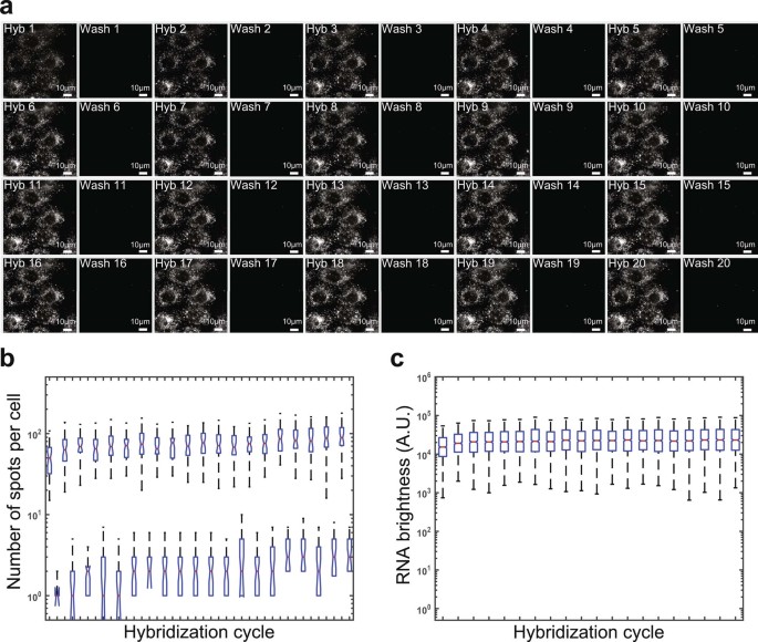 Highly specific multiplexed RNA imaging in tissues with split-FISH ...