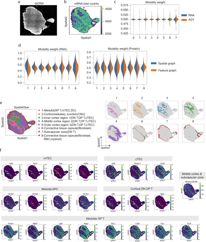 Deciphering spatial domains from spatial multi-omics with SpatialGlue | Nature Methods