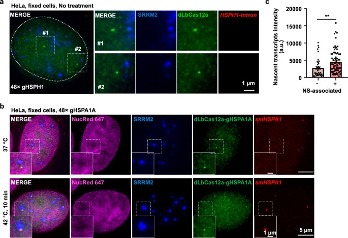 CRISPR-array-mediated imaging of non-repetitive and multiplex genomic ...